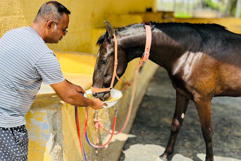 Moringa Pellets - Animal Nutrition | Horses | Cattle | Poultry