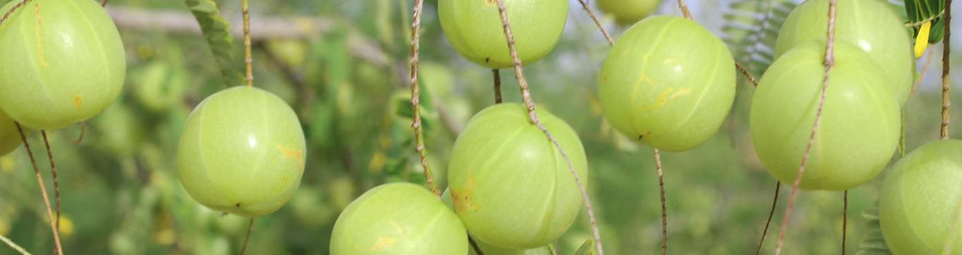 Amla - Organic Amla Powder|Bulk Suppliers|Grenera