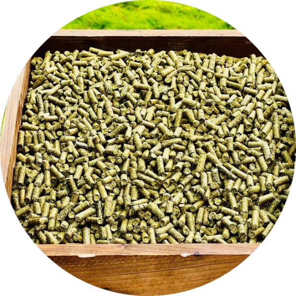 Top Benefits Of Moringa Pellets For Cows |Healthy Moringa Feed